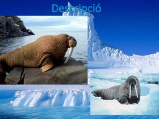 ZONA POLAR !!!!!! | PPT