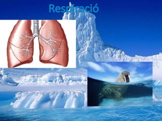 ZONA POLAR !!!!!! | PPT
