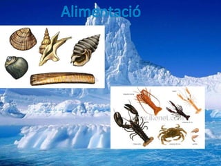 ZONA POLAR !!!!!! | PPT