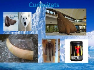 ZONA POLAR !!!!!! | PPT