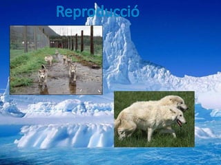 ZONA POLAR !!!!!! | PPT