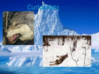 ZONA POLAR !!!!!! | PPT