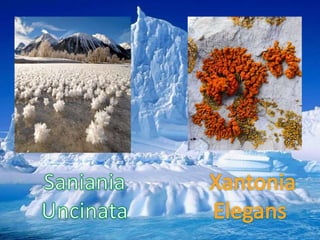 ZONA POLAR !!!!!! | PPT
