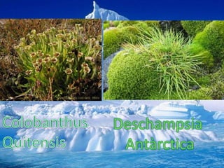 ZONA POLAR !!!!!! | PPT