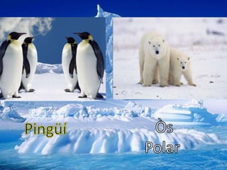 ZONA POLAR !!!!!! | PPT