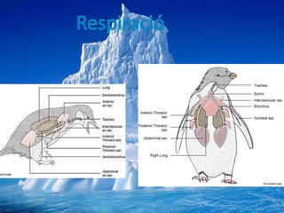 ZONA POLAR !!!!!! | PPT