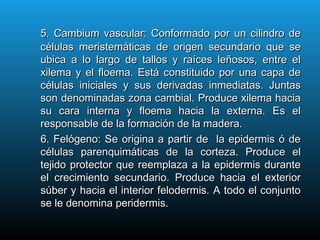 Presentación tejidos vegetales | PPT
