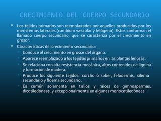 Presentación tejidos vegetales | PPT