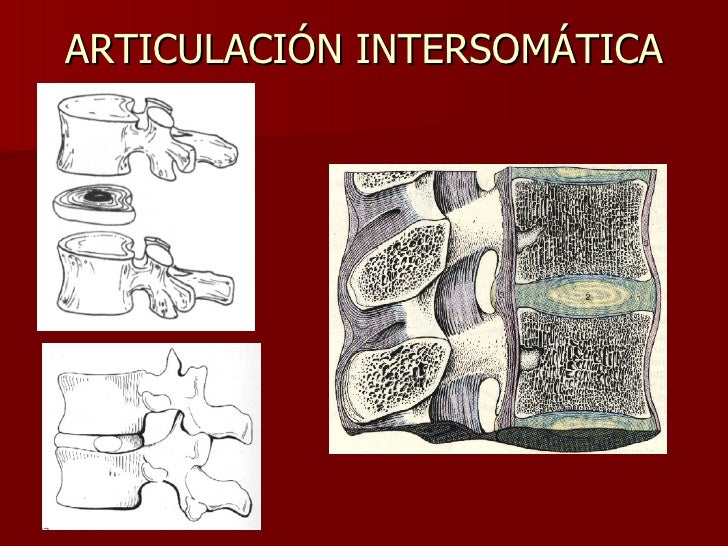 Presentación Tema 3 F.B. ARTICULACIONES DEL TRONCO