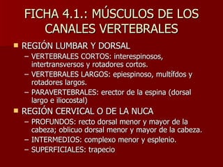 Presentación Tema 4 F.B. MÚSCULOS DEL TRONCO | PPT