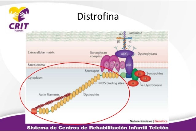 Presentación terapias Duchenne IV jornadas CRIT Yucatán