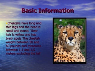 PresentacióN The Cheetah | PPT