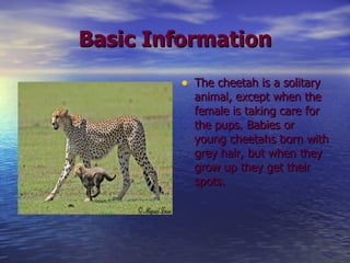 PresentacióN The Cheetah | PPT
