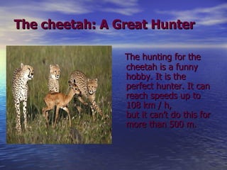 PresentacióN The Cheetah | PPT
