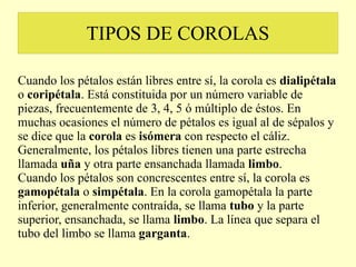 Tipos de corolas. Presentación | PDF