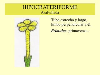 Tipos de corolas. Presentación | PDF