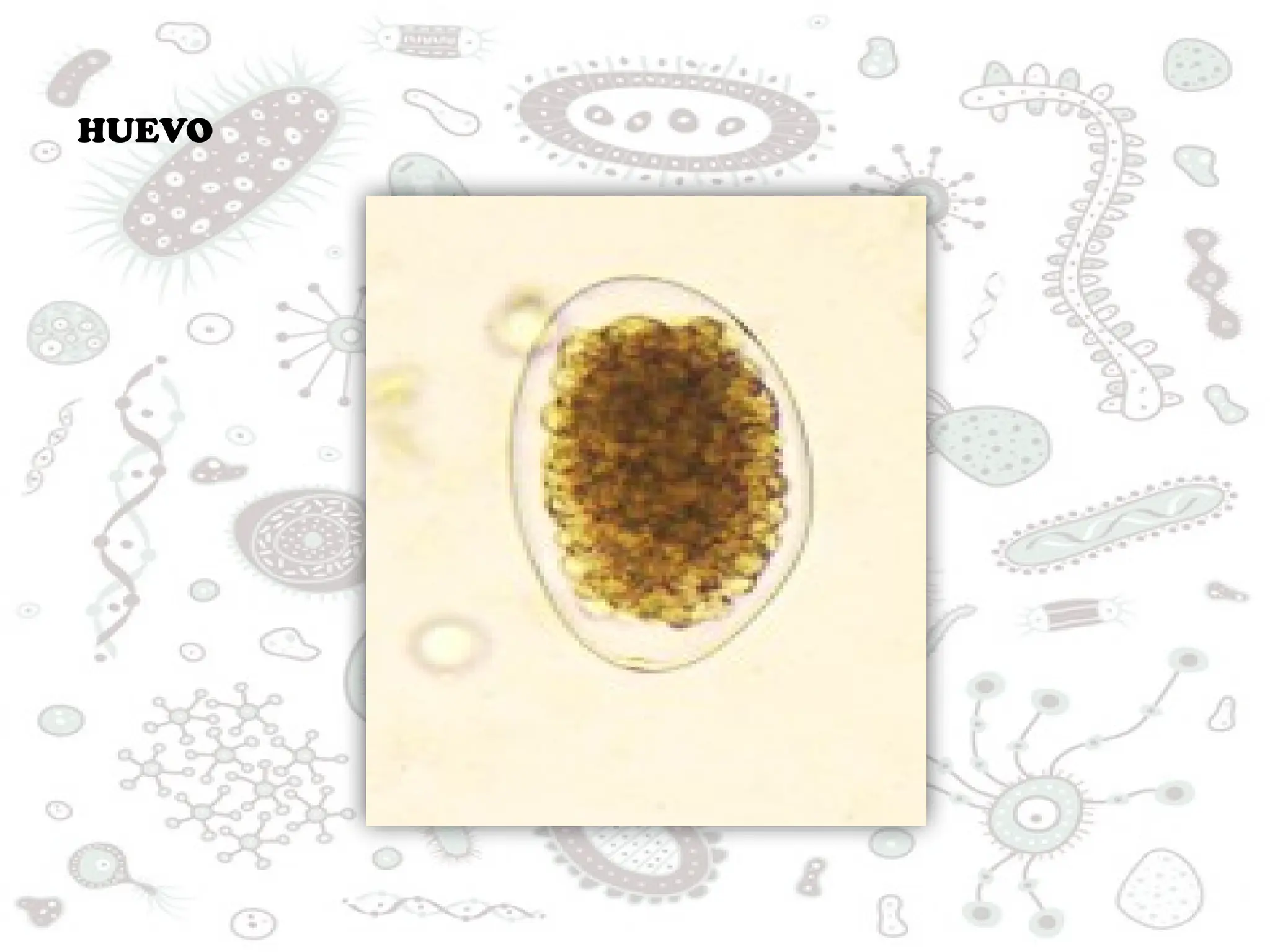Presentacion De Parasitologia Trichostrongylus Axei Ppt 