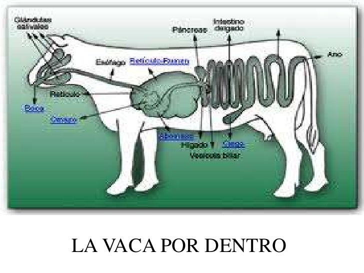 Presentación vaca