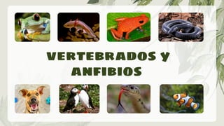 Presentación Vertebrados y anfibios.pdf. | PDF