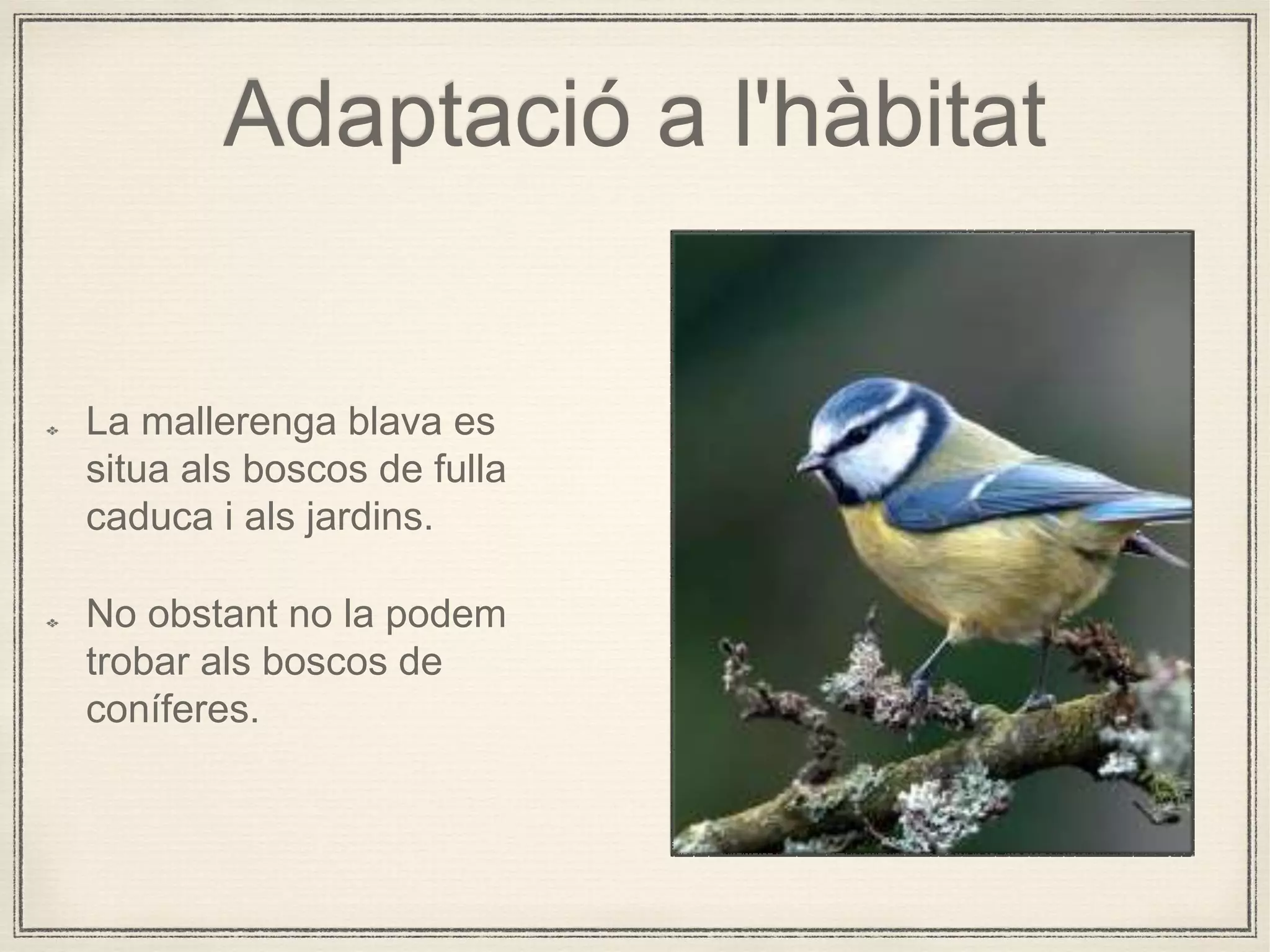 Mallerenga blava | PPTX