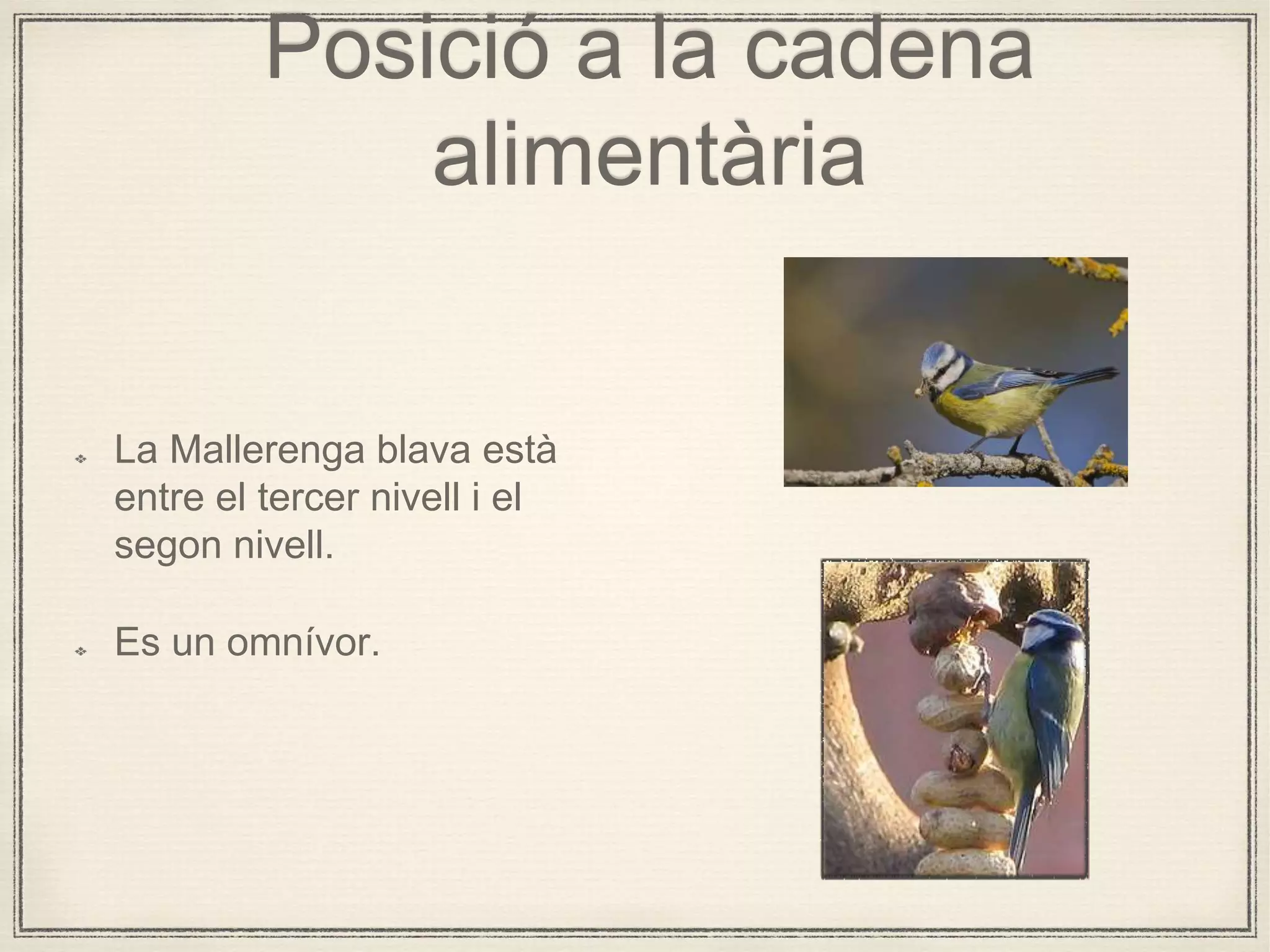 Mallerenga blava | PPTX