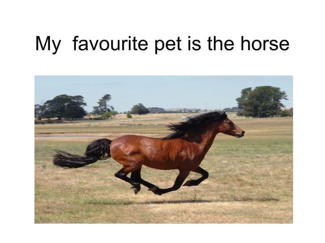 My Favourite Pet is... 4 | PPT