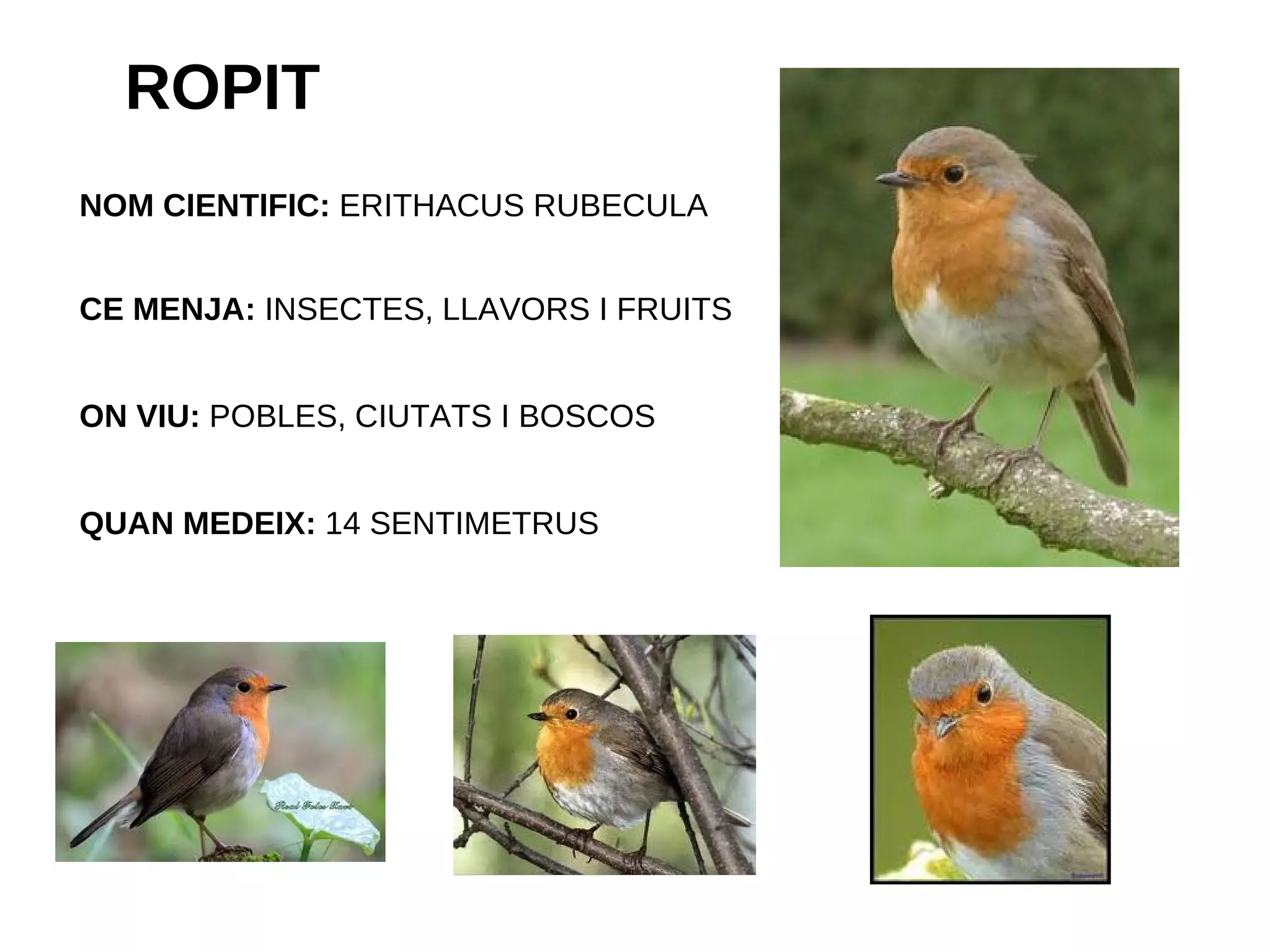 Els ocells de Menorca | ODP