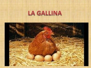PRESENTACIÓ DELS ANIMALS DE LA GRANJA | PPTX
