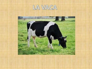 PRESENTACIÓ DELS ANIMALS DE LA GRANJA | PPTX