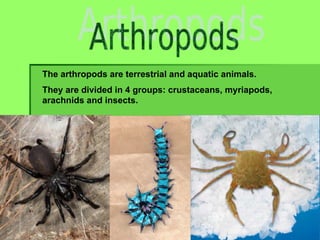 Invertebrates presentation | PDF