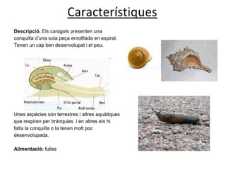 ELS MOL·LUSCS Roger Valero & Arnau Mullera | PPT