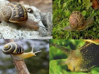 ELS MOL·LUSCS Roger Valero & Arnau Mullera | PPT