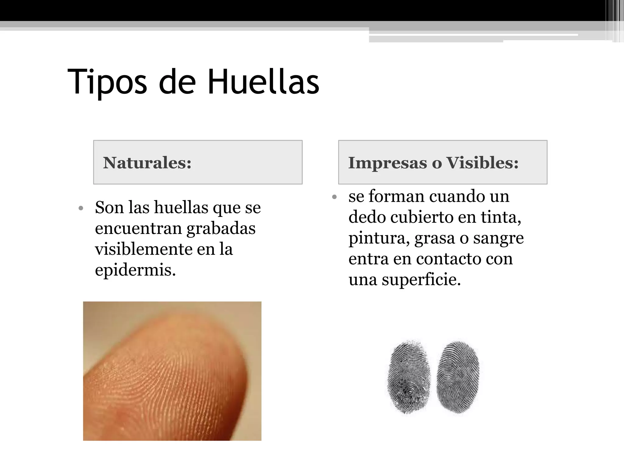 Dactiloscopia Forense | PPTX