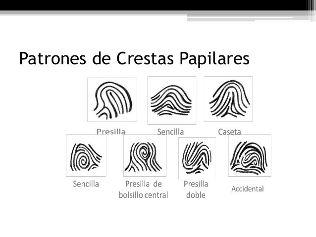 Características De La Cresta De Huellas Dactilares
