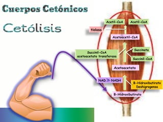 cuerpos cetonicos | PPT