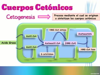 cuerpos cetonicos | PPT