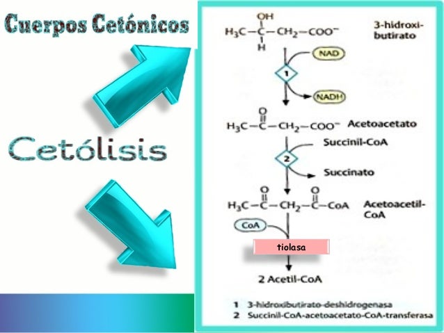 cuerpos cetonicos