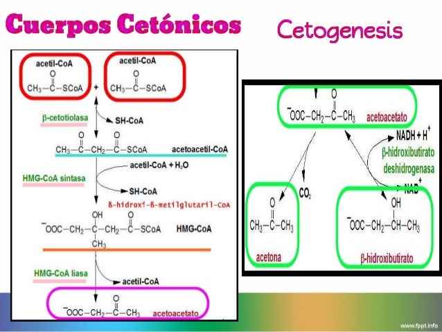 cuerpos cetonicos