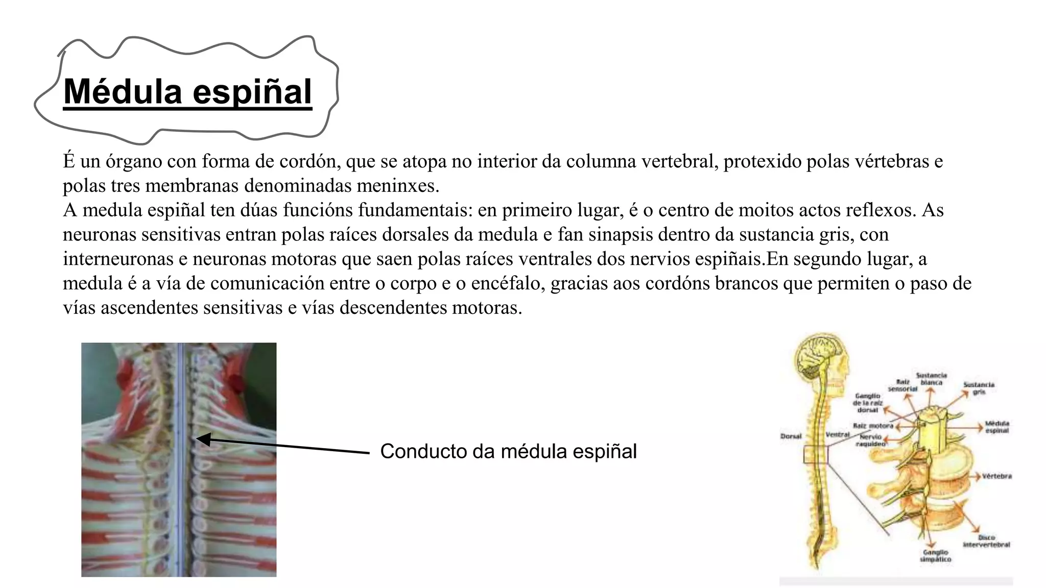 Sistema Nervioso Presentacion | PPTX