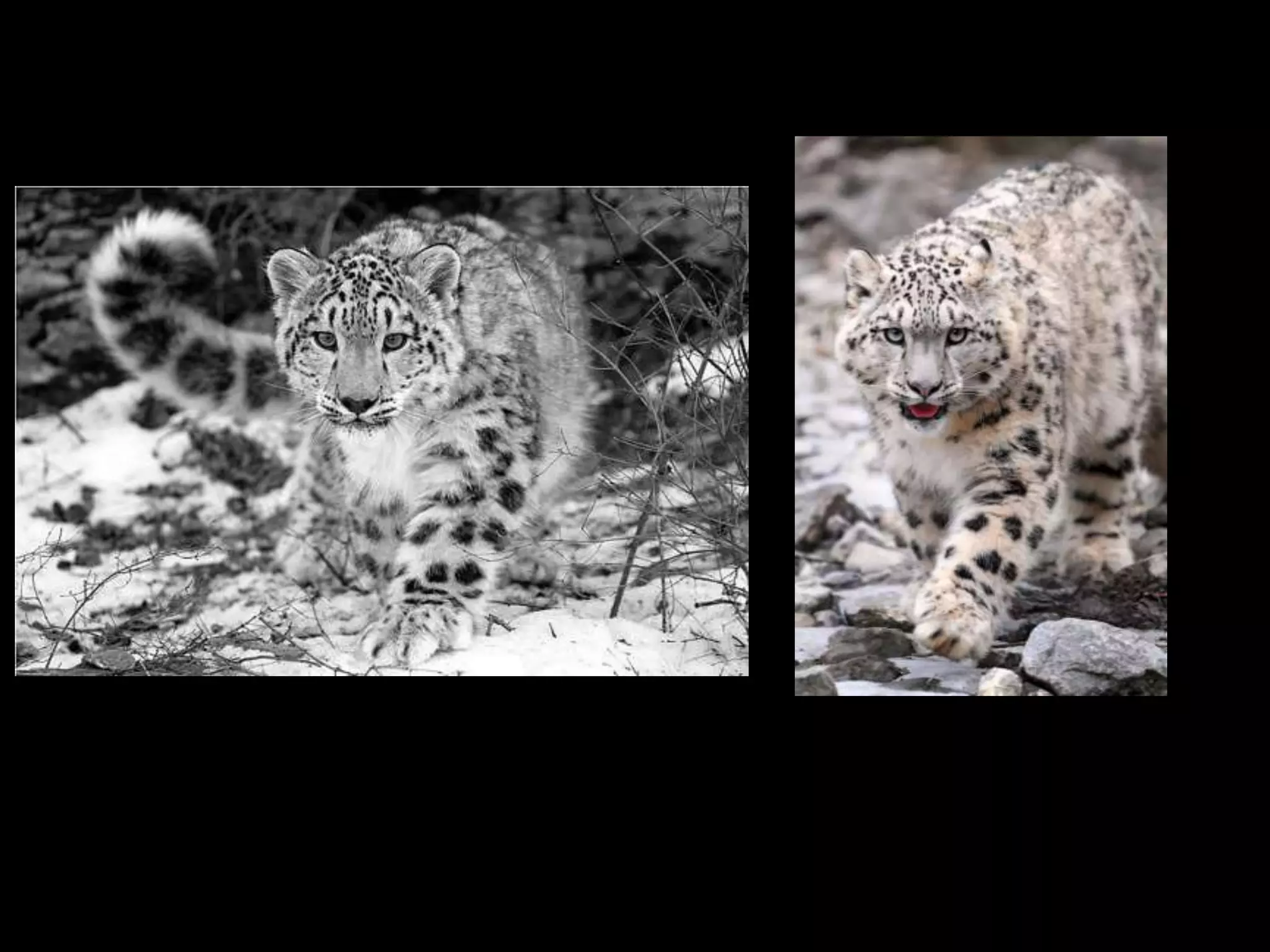 Endangered Animals | PPTX