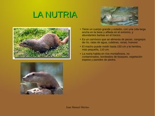 Presentacion de fauna | ODP
