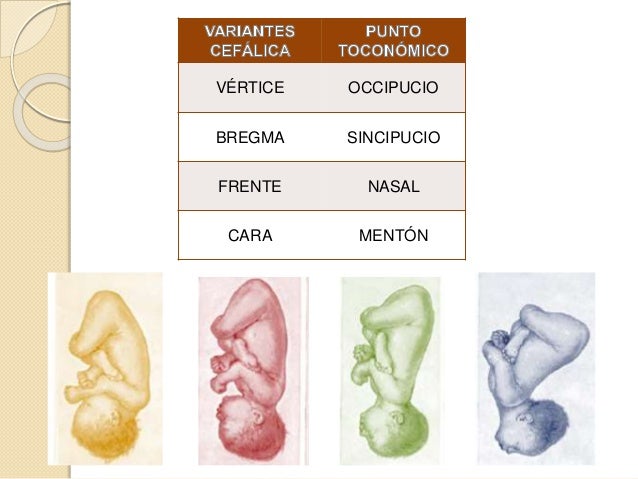 MECANISMOS DEL PARTO