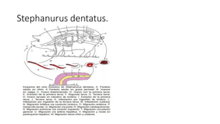 Ciclo Evolutivos de parásitos | PPTX