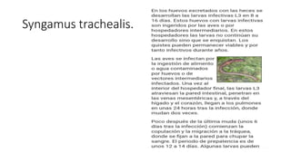 Ciclo Evolutivos de parásitos | PPTX
