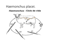 Ciclo Evolutivos de parásitos | PPTX