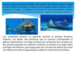 Peces condrictios por Yessenia Salazar | PPTX