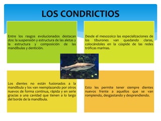 Peces condrictios por Yessenia Salazar | PPTX