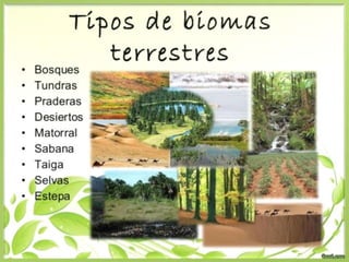 BIOMAS | PPTX