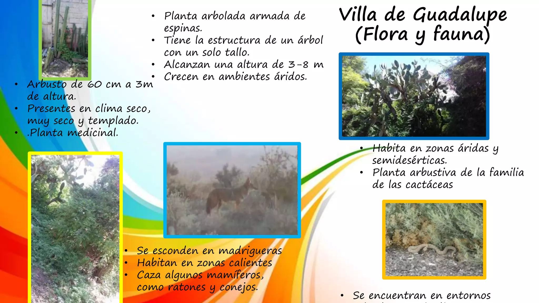 Presentacion de-flora-y-fauna-de-la-region-altiplano | PPTX | Reptiles ...