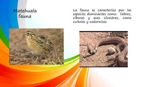 Presentacion de-flora-y-fauna-de-la-region-altiplano | PPTX